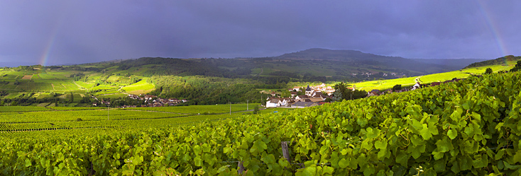 Maranges wine - Alchetron, The Free Social Encyclopedia